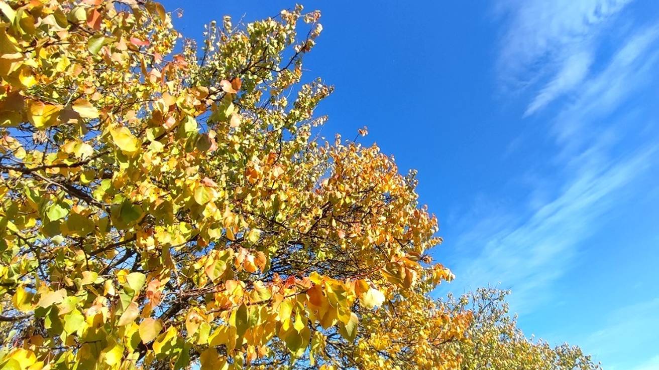 Осень. Волшебный бал золотых красок осени! Музыка, свет и цвет сплетаются в единый каскад счастья!