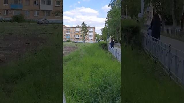Ухта.  Срубили тополя в сквере на Оплеснина #ухта #shorts