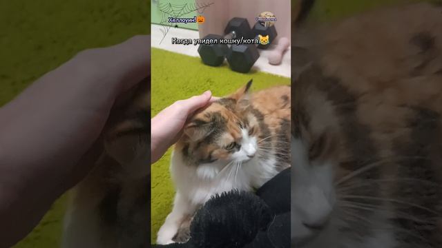 Когда увидел кошку/кота😹 | Симка и Алиса Rutube