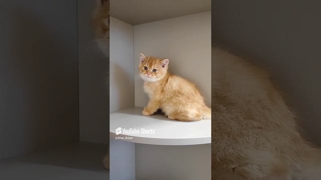 Шотландский котёнок