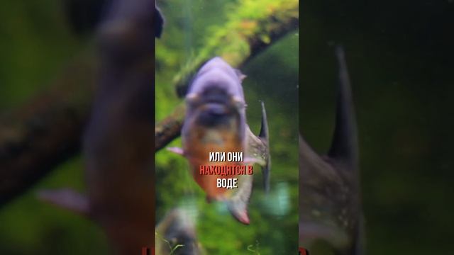 Животные моргают также, как люди?