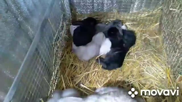 Когда случать самку после окрола.