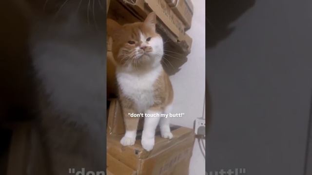 Не чипай жопеньку😡