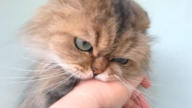 Извиняйте