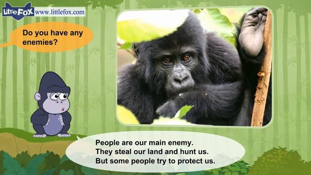Meet the Animals 2_ Mountain Gorilla _ Level 2 _ By Little Fox