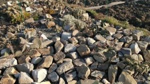 Зимостойкие кактусы и суккуленты в Курске