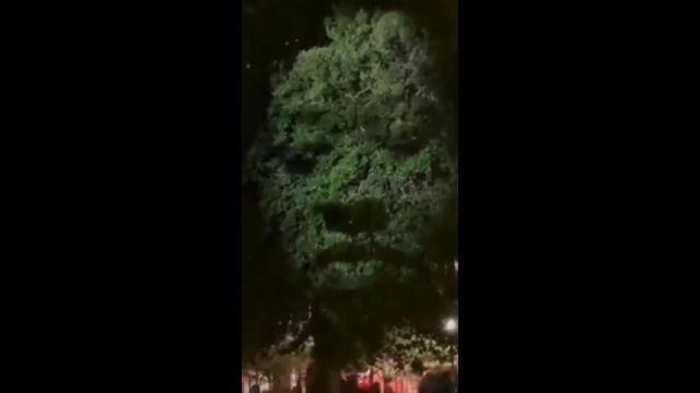 Подобных деревьев стало гораздо больше.