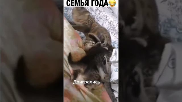 Семья года
