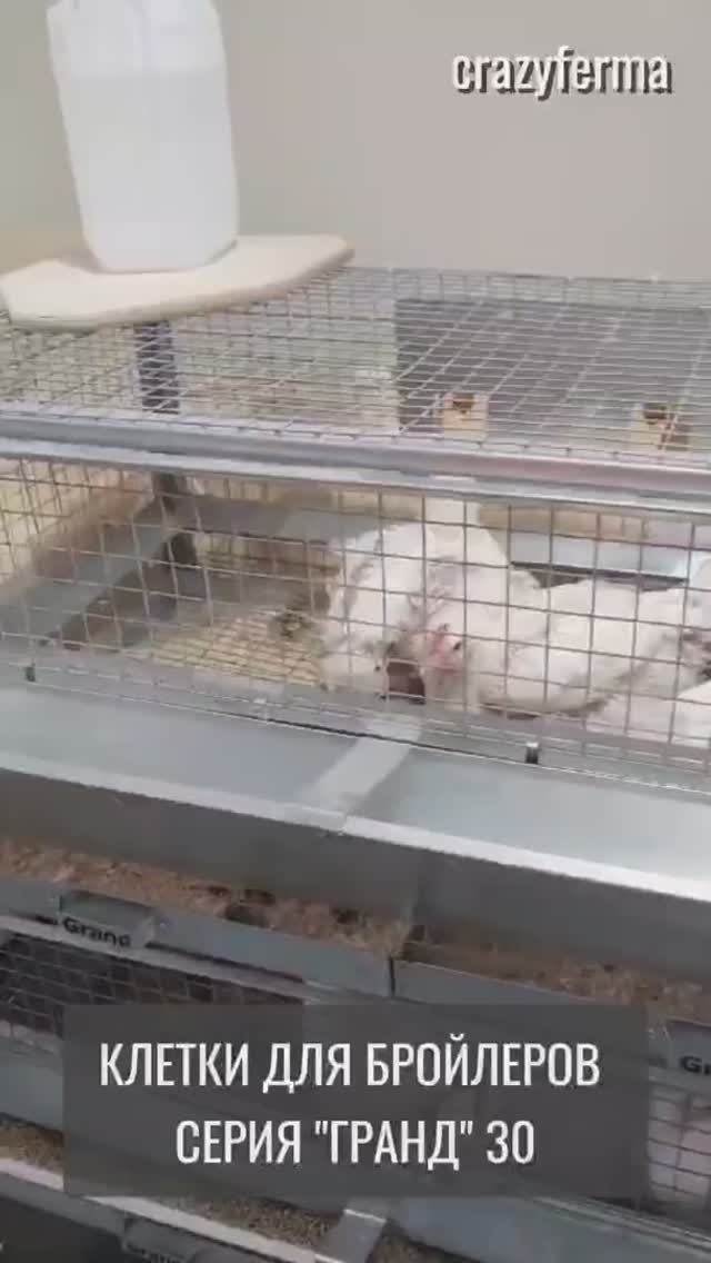 Как вырастить домашнего бройлера при минимальных затратах?