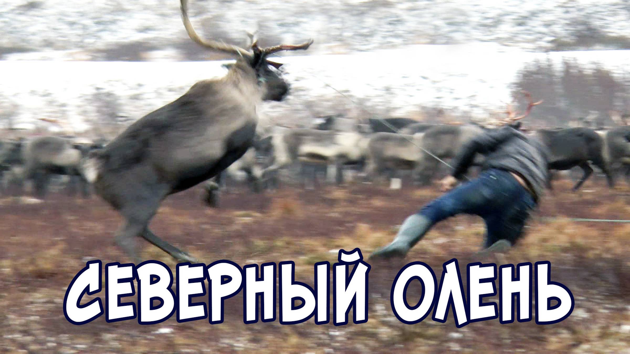 Тундра. Северный олень