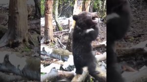 Помощь брошенным медвежатам