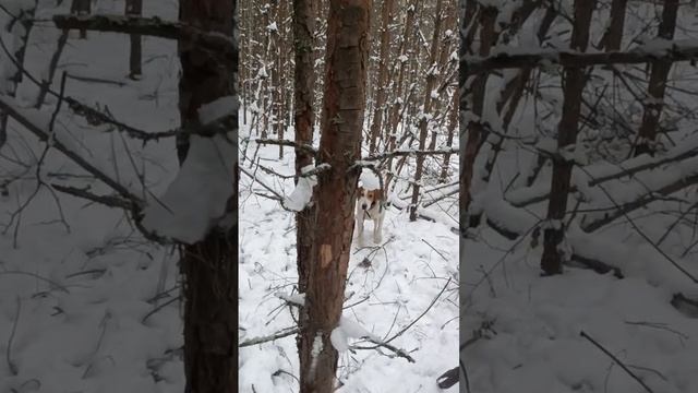 Охота.
