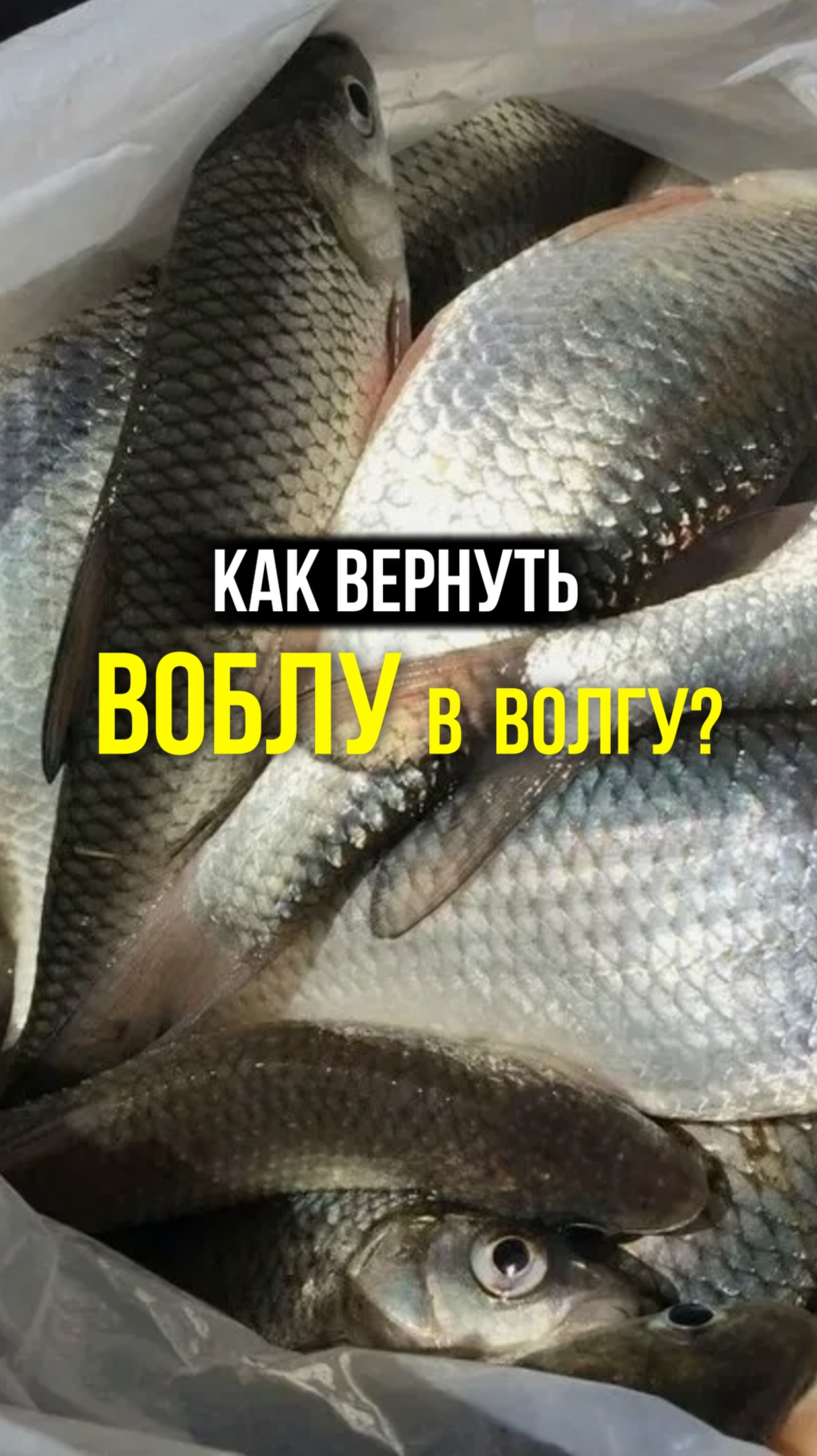 Как вернуть воблу в Волгу