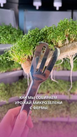 Сбор урожая микрозелени с сити-фермы #shorts