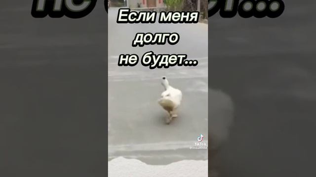 video-d0ab997d4585c7760c6e57ed42d80a11-V