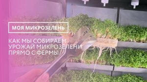 Как легко и красиво собрать урожай микрозелени