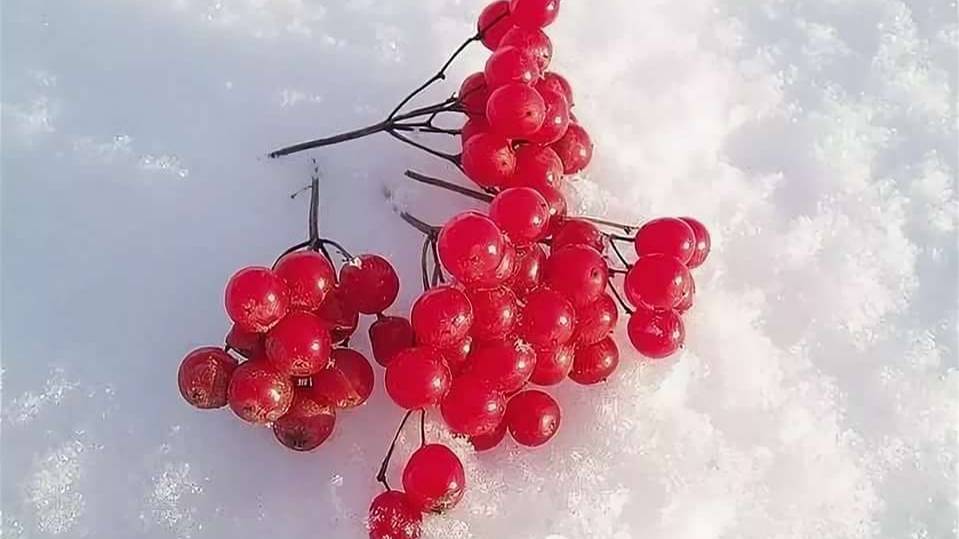 Калина Музыка, аранжировка Елены Бочаровой; Слова Евгении Дубковой; Поёт Алексей Бочаров