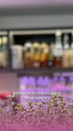 Маленькая ферма для выращивания микрозелени - настольная ферма "Театро" #shorts