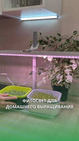 Фитосвет для выращивания вкусной зелени круглый год #shorts