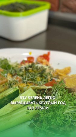 Эта зелень дарит здоровье и молодость! А как ее просто вырастить? Рассказываем #shorts
