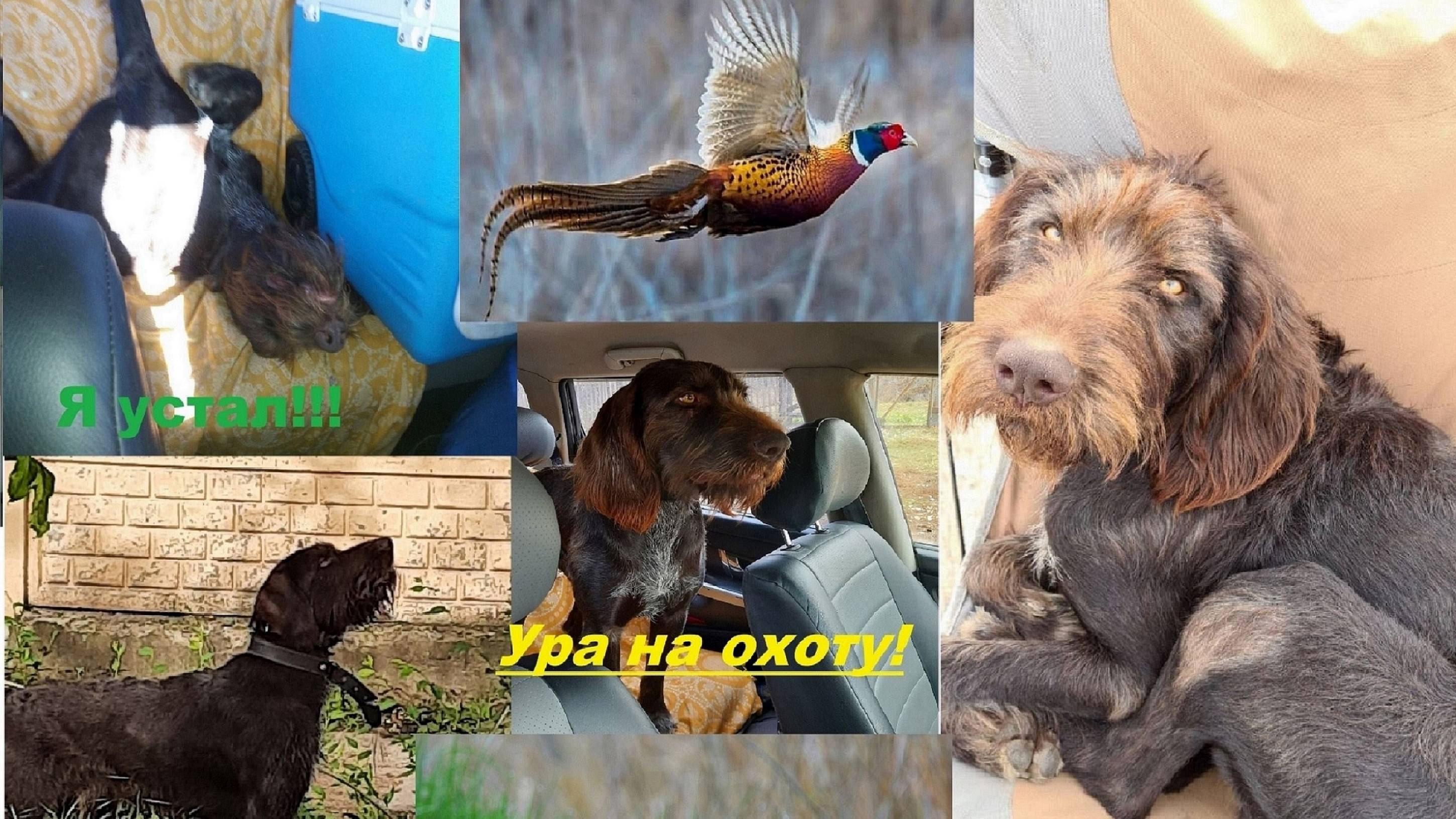 ОХОТА С ДРАТХААРАМИ. ОДИНАКОВЫЕ, НО ТАКИЕ РАЗНЫЕ…
