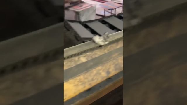 Не стыдно показать наши первые станки - потому что работают как танк🙈😀💪💪 Отзыв, станку 4,5 года