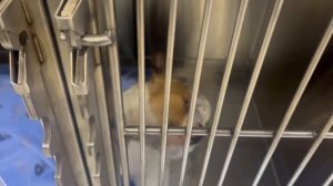 Маркес# Шереметьевский приют