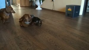 Видео из архива питомника...