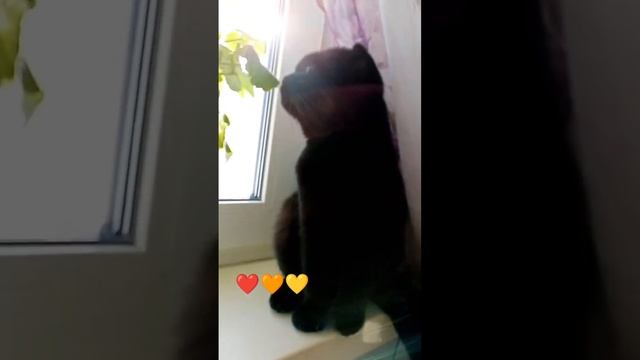 Кошка Милка и ее желтые глаза