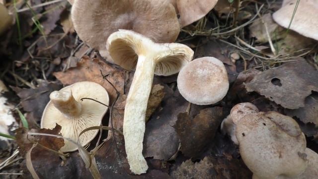 С запахом кокоса! Млечник ароматный - Lactarius glyciosmus