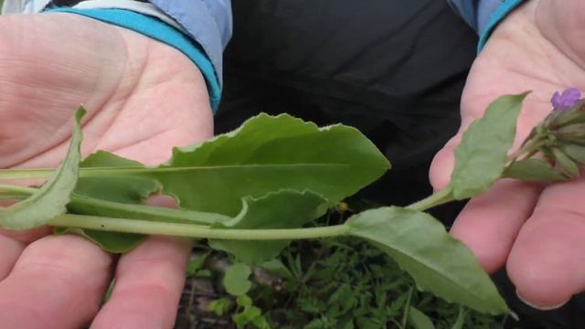 Медуница - съедобное растение наших лесов. Часть 1
