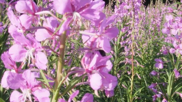 Иван-чай  красивый!