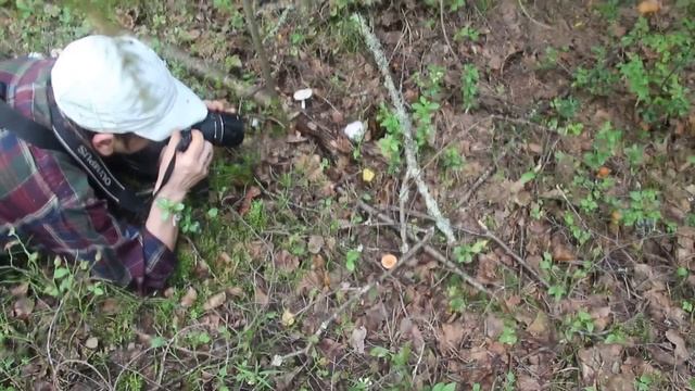 Как мы фотографируем грибы для сайта  Грибоведы.рф