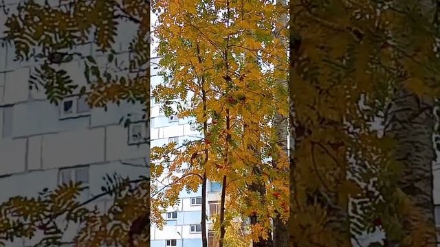 Птицы знают толк в рябине