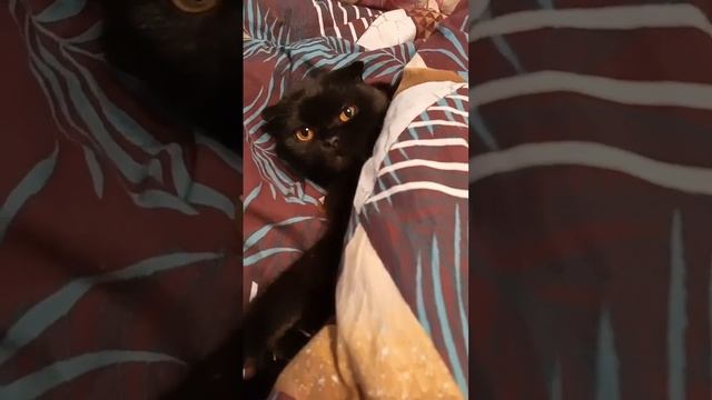 Кошка Милка и свит дримс