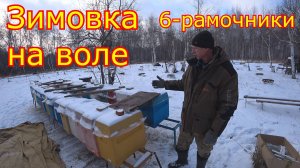 ЗИМОВКА на ВОЛЕ в 6 рамочниках!!! ЗИМОВКА в Омшаннике