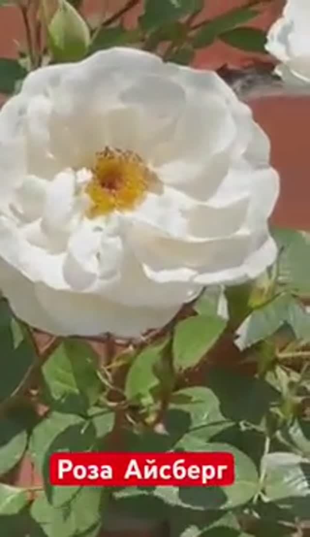 Роза  Айсберг Клайминг #роза