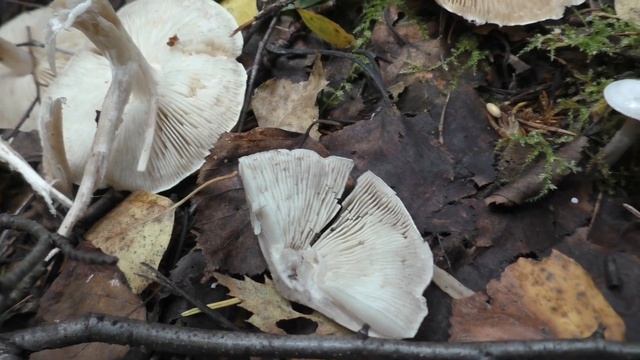 Ядовитый двойник Рядовки серой! - Рядовка  заострённая - Tricholoma virgatum.