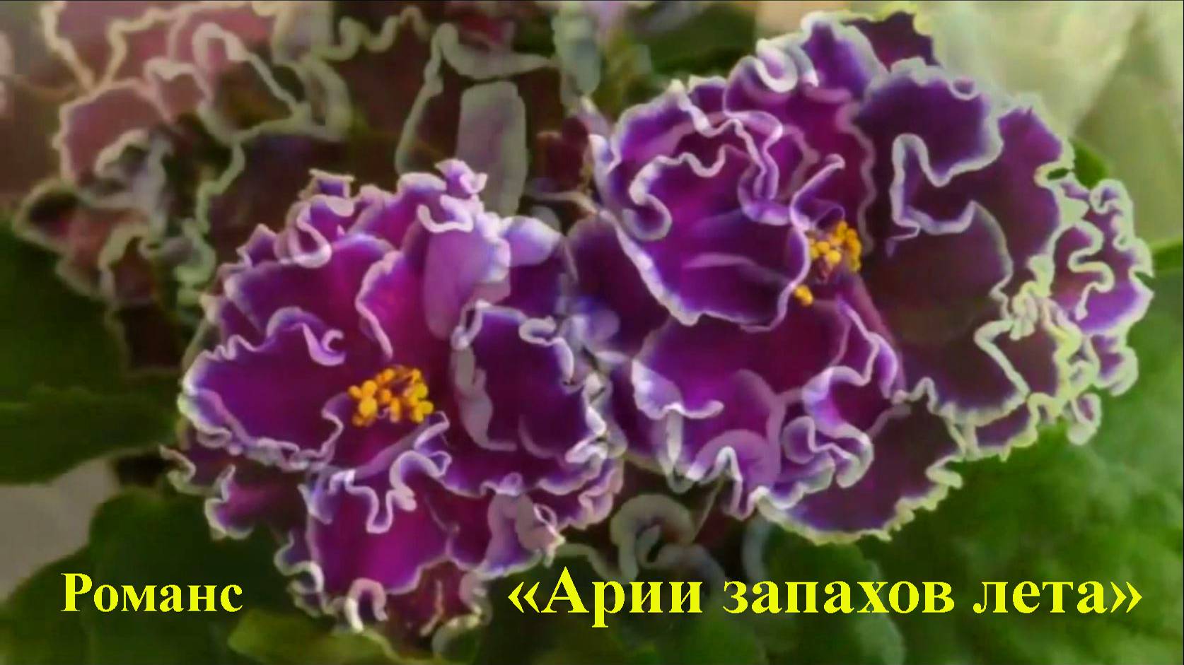 АРИИ ЗАПАХОВ ЛЕТА - Мария Павликовская-Ясножевская (сл), Анатолий Пережогин (муз.), Раиса Криницкая