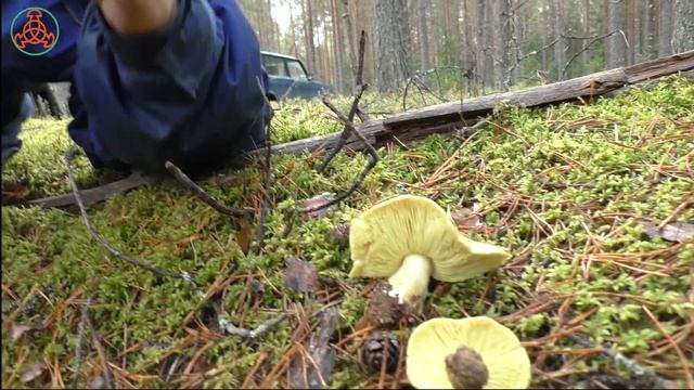 Вкусный гриб с подпорченной репутацией! Рядовка зелёная - Tricholoma equestre