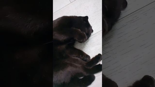 Кошка Милка и папарацци