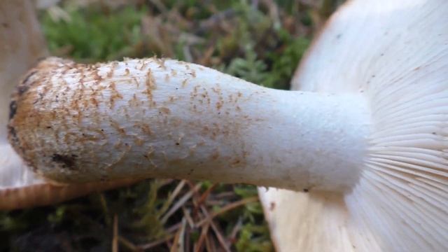 Съедобная Рядовка бело-коричневая - Tricholoma albobrunneum. Гриб соснового  бора.