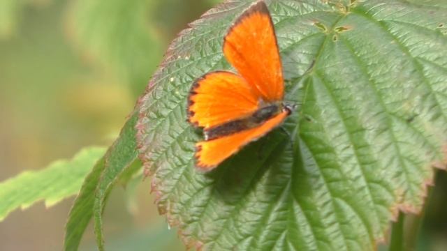 Птицы склевали иргу, а нам оставили малину! Дневник грибника 1 августа 2019 года.