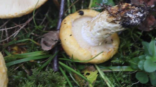 Жёлтый груздь - сверхценный гриб. Lactarius scrobiculatus.