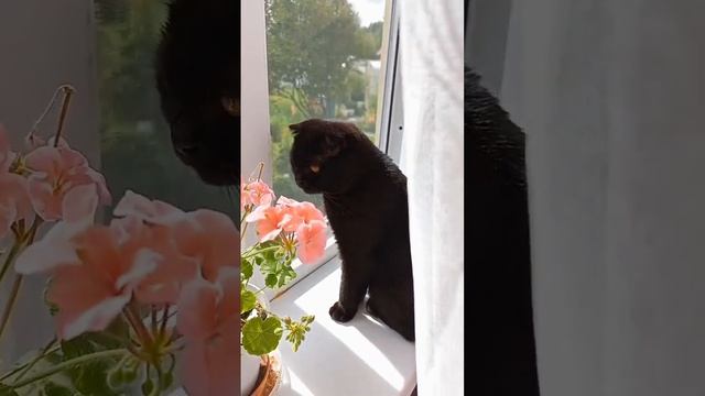 Кошка Милка и летний день