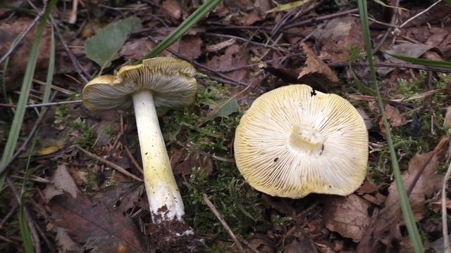 Рядовка отличающаяся - Tricholoma sejunctum. Съедобность противоречива.