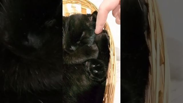 Кошка Милка и милые лапки, и носик, и всё остальное