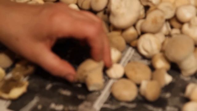 Сушка дождевиков. Правила качественной переработки.