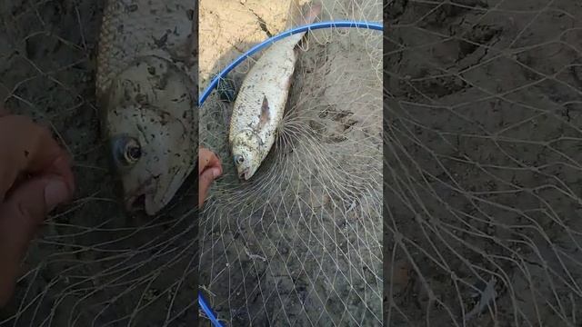 Язь на реке Омь