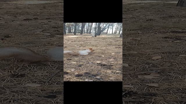 Это белка или Белкин?🤨